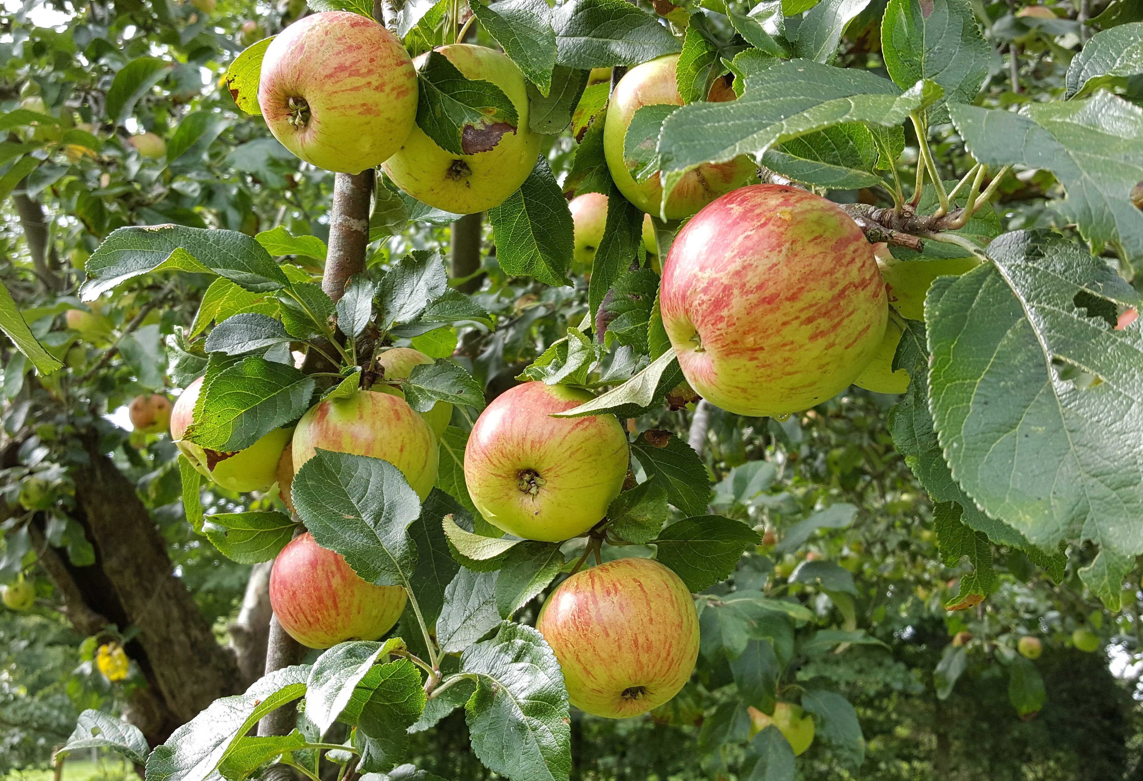 Tudor Apple Recipes: Apple Snow