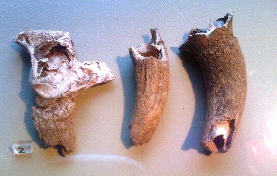 Shakespeare in 100 objects: Horn Cores