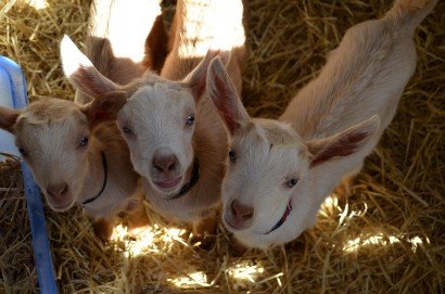 Golden Guernsey Goat Kids - Latest Pictures