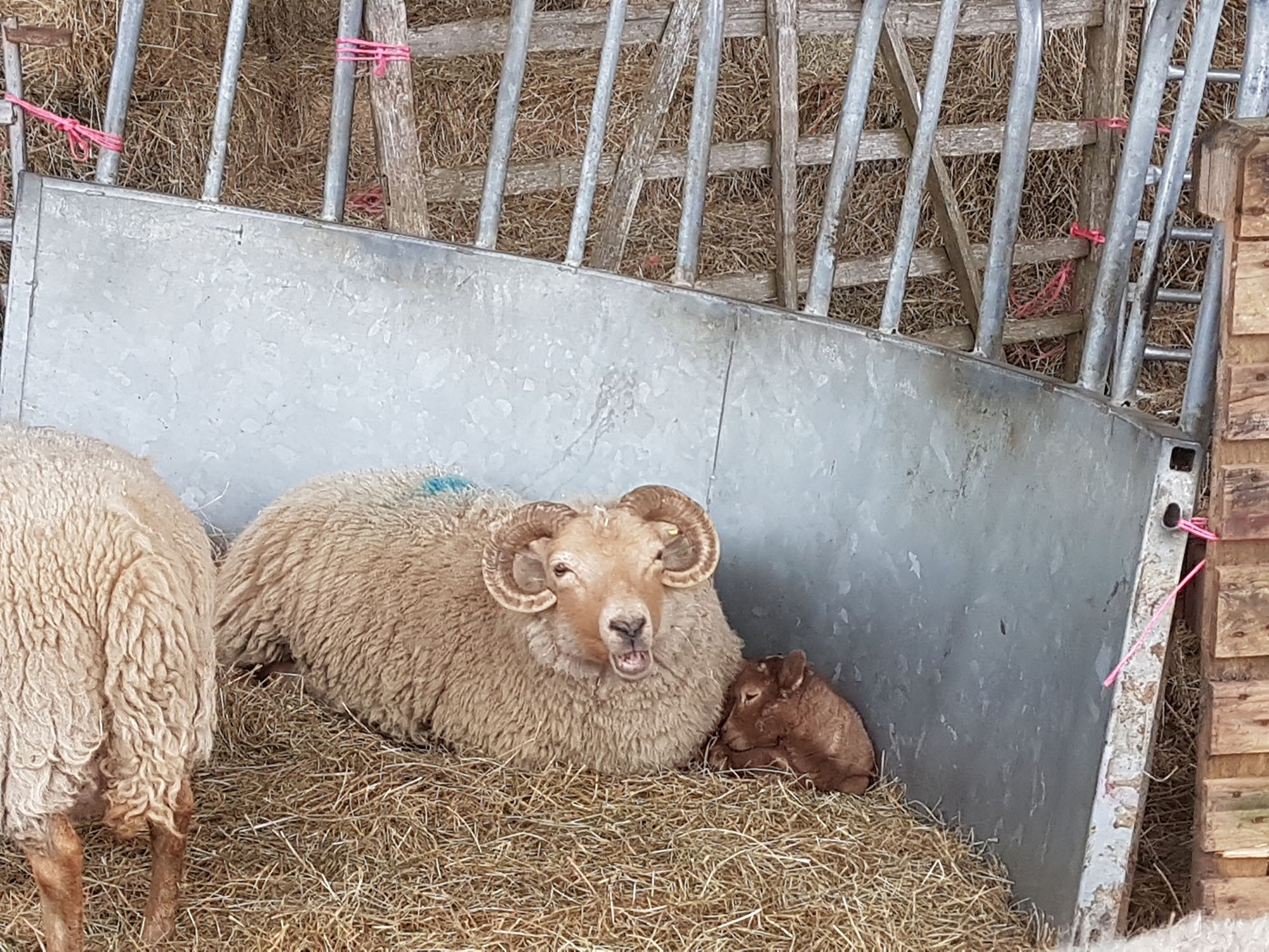 Sustainable Shakespeare - Sustainable Farming at Mary Arden’s Farm